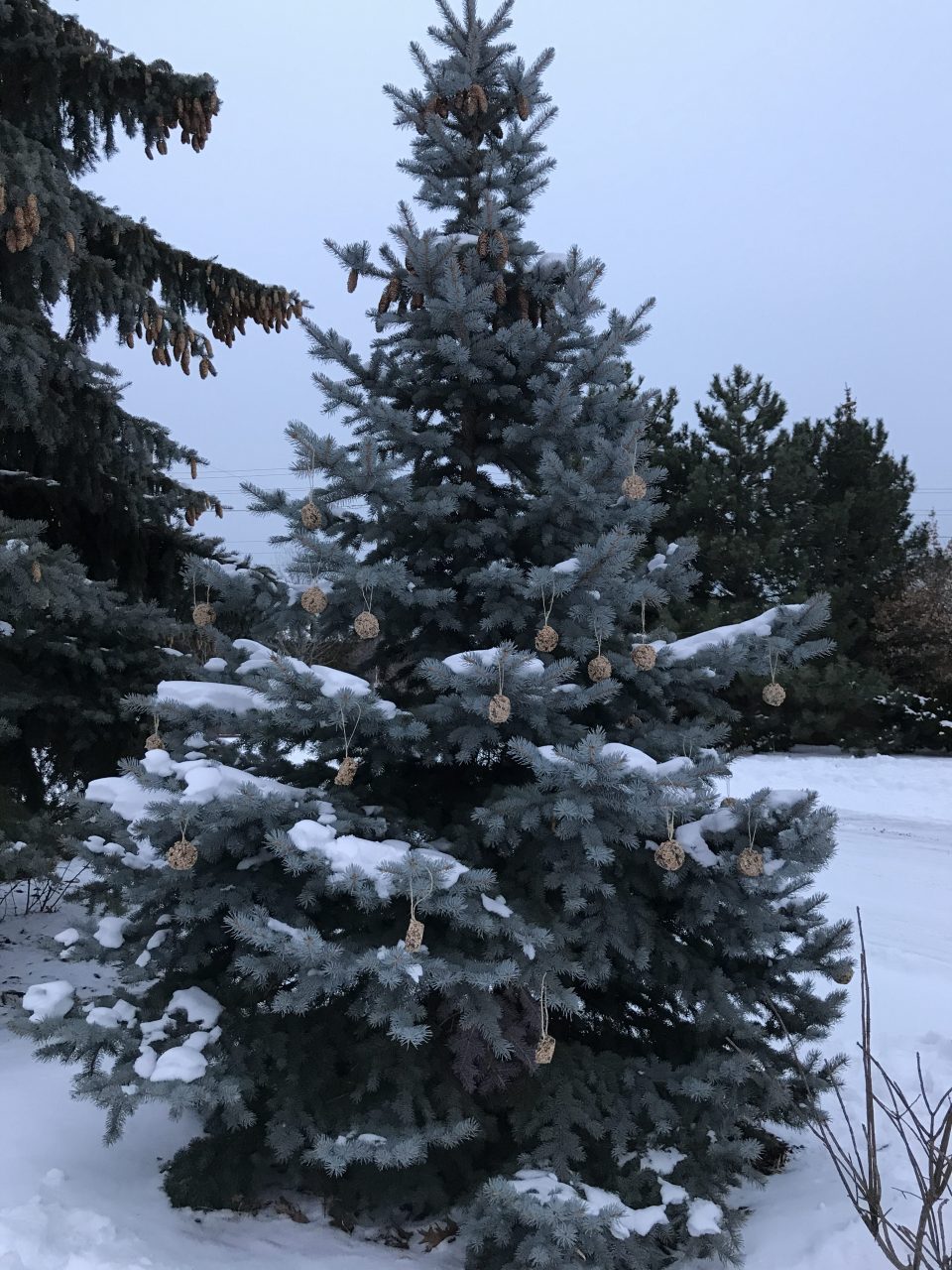 Bruce The Spruce – The Garden Girls